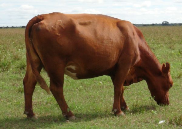 Recipient Cows – Rocking 711 Ranch
