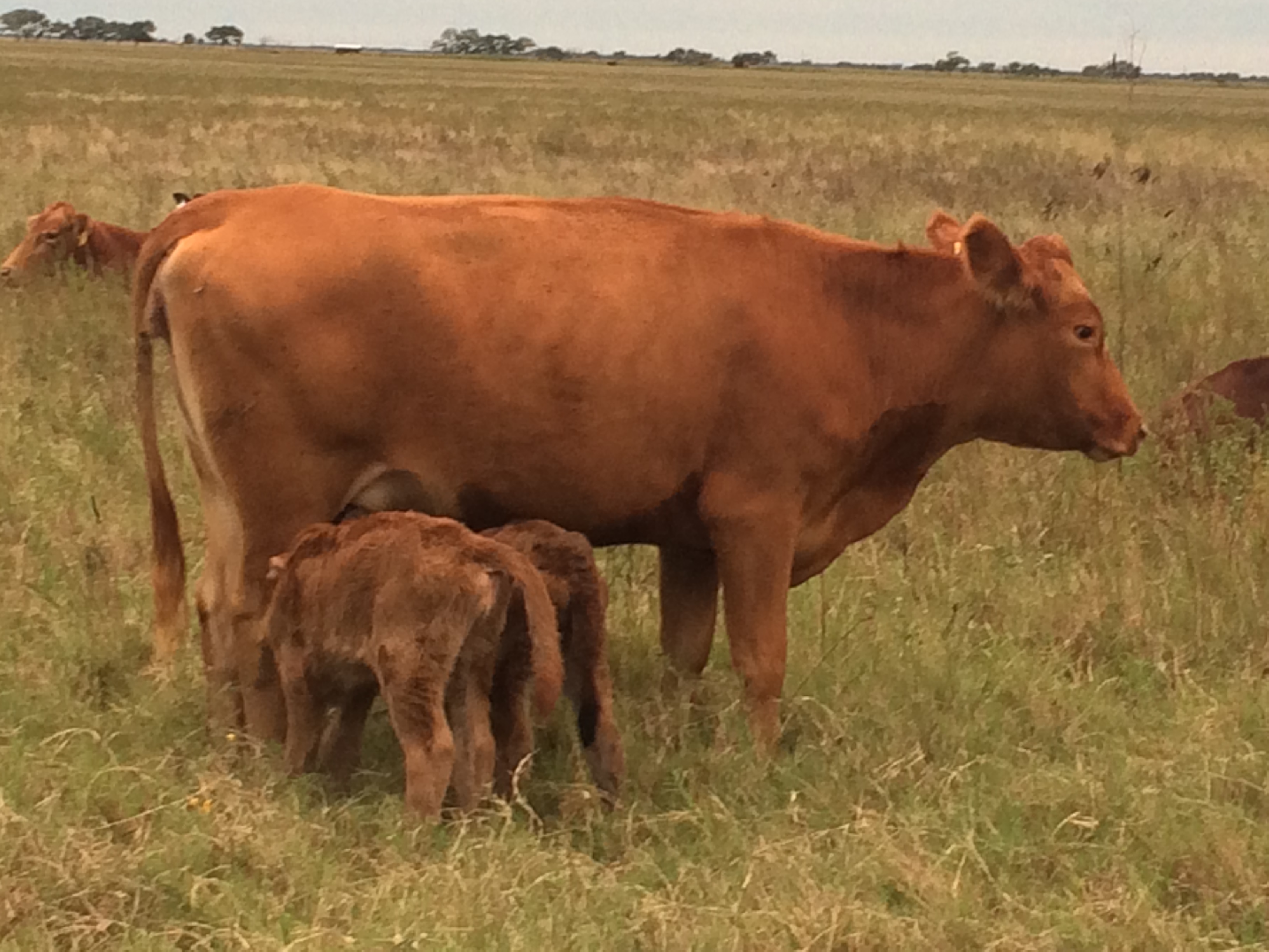 Recipient Cows – Rocking 711 Ranch