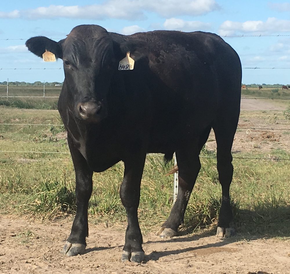 Finished Steers – Rocking 711 Ranch