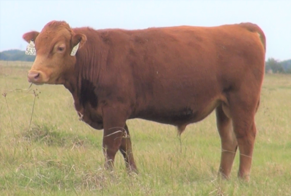 Akaushi / Red Wagyu Bulls – Rocking 711 Ranch