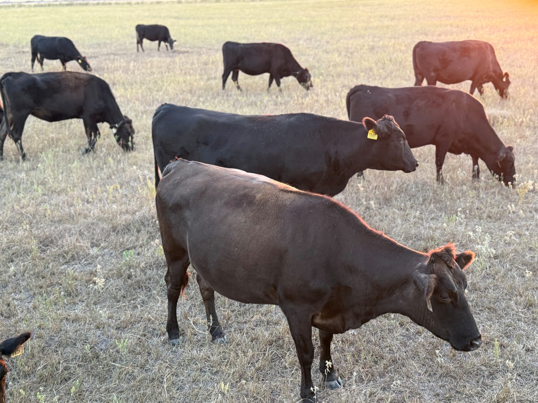 Group of 11 F1/50% Wagyu Genetics Females For Sale As of October 20 ...